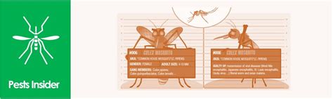 Mu I Culex Pestsinsider