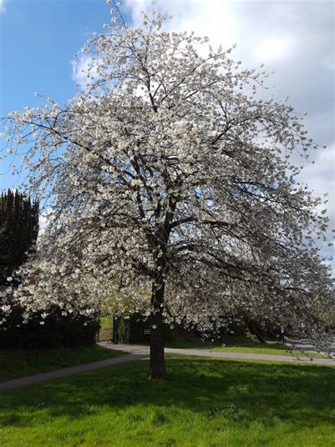 24 Trees That Start With W Hello Lidy