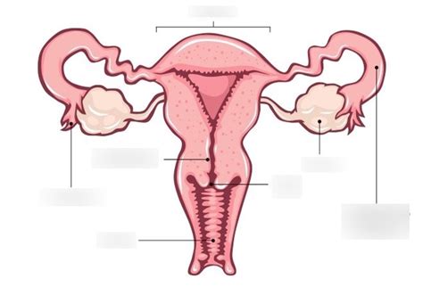Diagram Of Sexual Reproduction Femaleliving Systems Quizlet