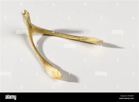 Where Is The Wishbone In A Chicken A Complete Guide To Finding And