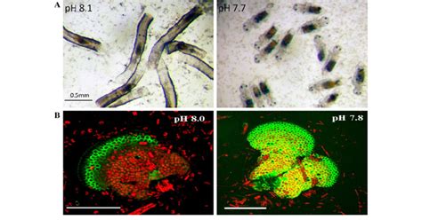 Impact Of Ocean Acidification On Calcification A Larval Metamorphosis Download Scientific