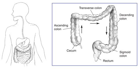 Ascending Colon 日本語 脾彎曲部 どこ 「ascending Colon」日本語への翻訳と例文 Cmbjll