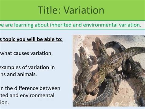 Adaptation And Inheritance ~ Ks3 ~ Bundle ~ Year 8 Teaching Resources