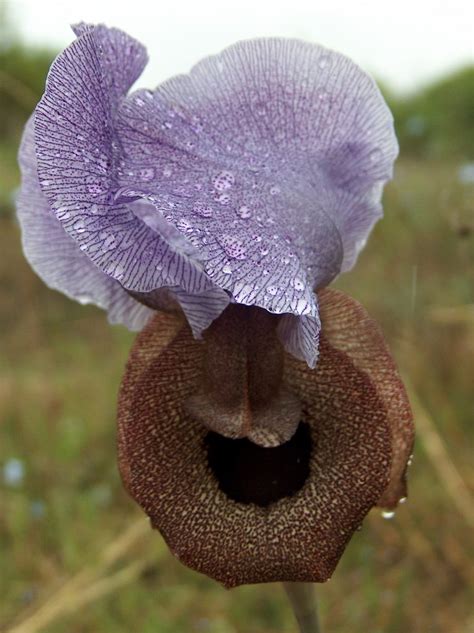 საქართველოს ყვავილოვანი მცენარეები Caucasus Environmental Knowledge Portal