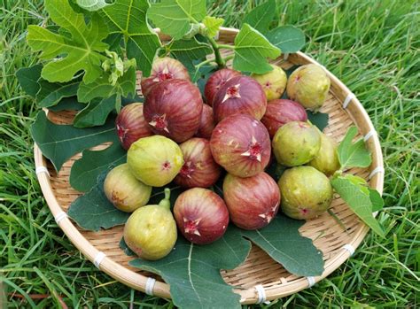 무화과효능 제철 먹는 방법 및 냉동 보관법 세척방법