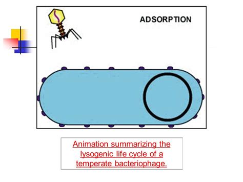 Bacteriophage Life Cycle Animation
