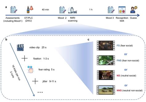Experimental Timeline Paradigm And Schematic Depiction Of Stimuli A Download Scientific