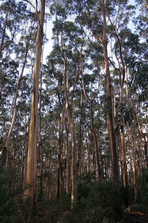 Eucalyptus Globulus Subsp Globulus Blue Gum Leafland