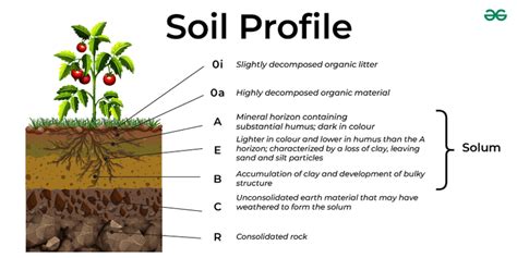 Soil Profile Diagram Geeksforgeeks