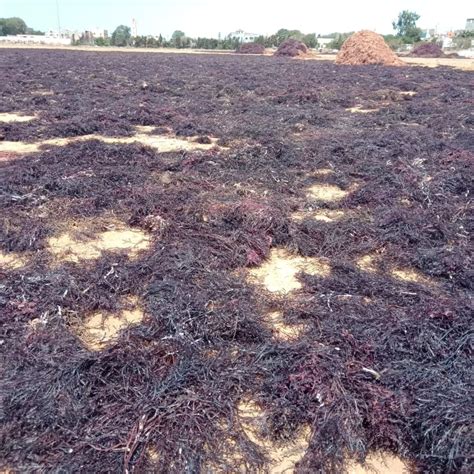 Supplier Morocco Seaweed • Instagram Photos And Videos