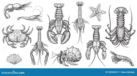 Crustaceans Vector Illustrations Set 95909631