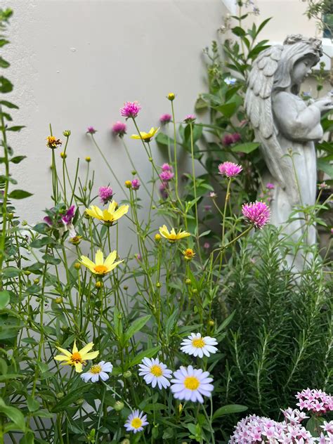 สวนดอกไม้บ้านเรา 🌷🌹🌺🍀 แกลเลอรีที่โพสต์โดย Sr Home Lemon8