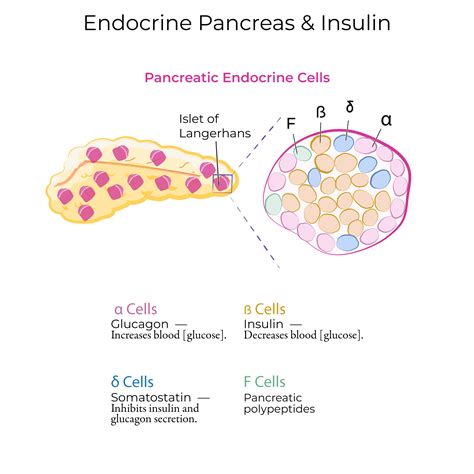 Islets Of Langerhans Pancreas Endocrine System Endocrine Pancreas