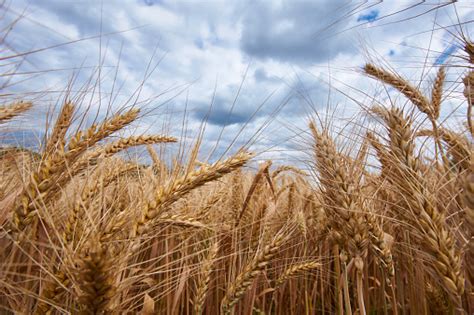 밀 밭 황금 밀의 귀가 닫힙니다 초원 밀 밭의 숙성 귀의 배경 가을에 대한 스톡 사진 및 기타 이미지 가을 개념 계절 Istock