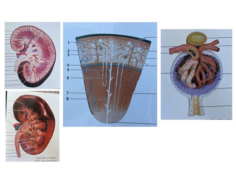 Urinary System Gross Micro Quiz