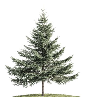 Pine Tree Silhouette PNGs For Free Download