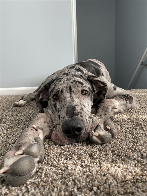 Cute Great Dane Puppy