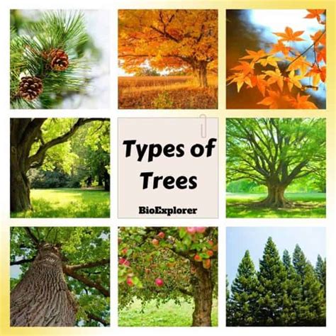Types Of Trees Deciduous Trees Evergreen Trees Pictures