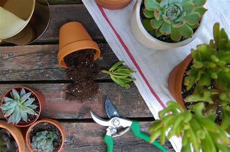 How To Plant Succulent Cuttings