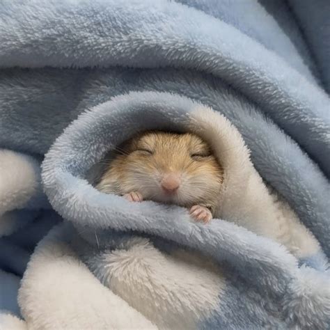 Maruthedoop On Instagram En 2025 Animaux Mignons Animaux Hamster