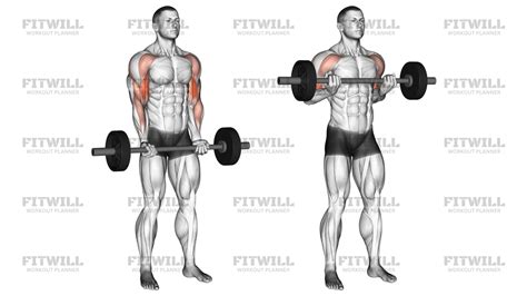 Barbell Drag Curl Exercise Video Fitwill