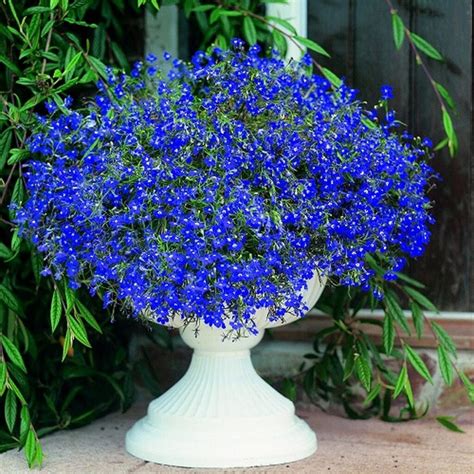 14 Breathtaking Royal Blue Flowers To Brighten Gardens