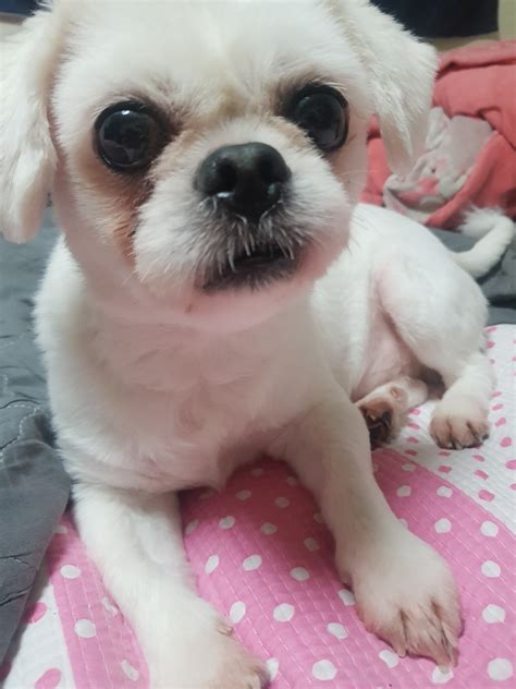 말티즈페키니즈믹스 버거 강아지 책임무료분양 ♥분양완료 강아지파양 고양이파양 유기견무료분양입양 아이조아요양보호소