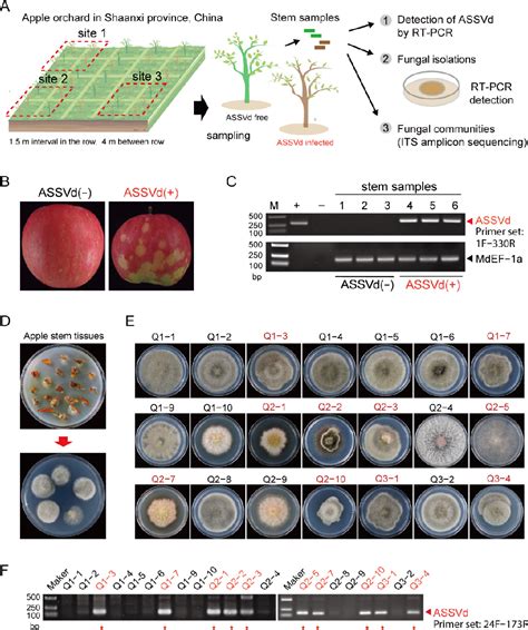Figure 1 From Natural Cross Kingdom Spread Of Apple Scar Skin Viroid From Apple Trees To Fungi
