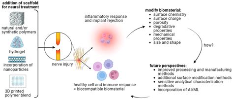Polymers Free Full Text Interactions Of Cells And Biomaterials For Nerve Tissue Engineering