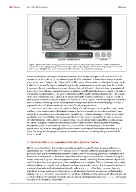 Solution Continuum Theory Of Gene Expression Waves During Vertebrate
