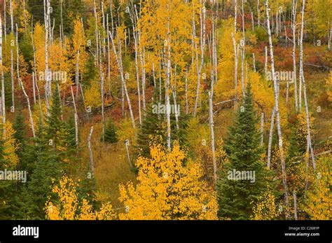 Coniferous Vs Deciduous