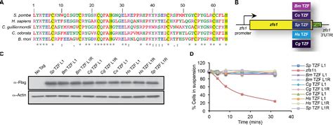 Figure 1 From Functional Equivalence Of An Evolutionarily Conserved Rna Binding Module