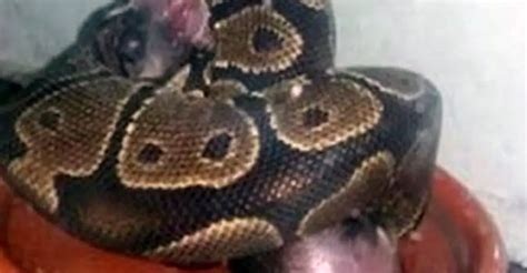 woman fed live puppies and kittens to python then put pictures online