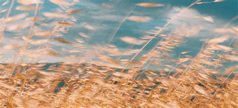 Go Webassembly Requests And Promises A Guide To Interacting With Js From Gowasm Rgolang