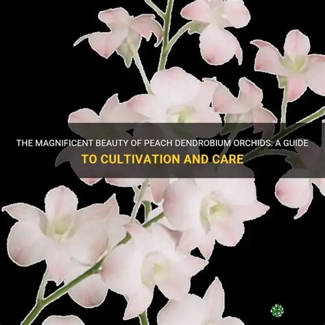 The Magnificent Beauty Of Peach Dendrobium Orchids A Guide To Cultivation And Care Shuncy