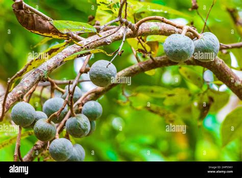 Tropical Natural Forest Plant Tree With Green Round Fruit Balls Nuts Or Seeds At Walking Trails