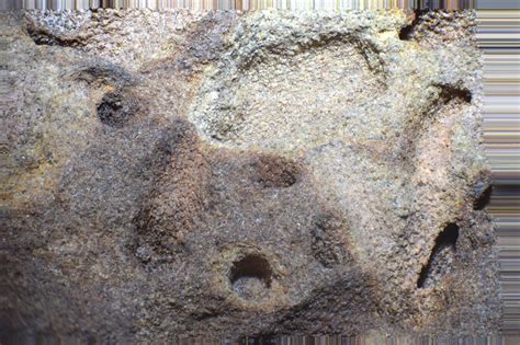 Trace ID Fossil ID The Fossil Forum