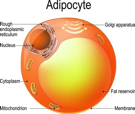 Fat Cell Frenzy Understanding The Complexity Of Obesity Iverson