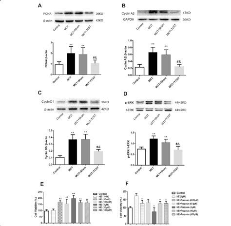 Tcst Attenuated Mct Induced Proliferation And Increased Cyclin Protein