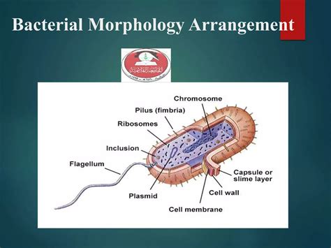 Bacterial Cell Structure And Function Ppt