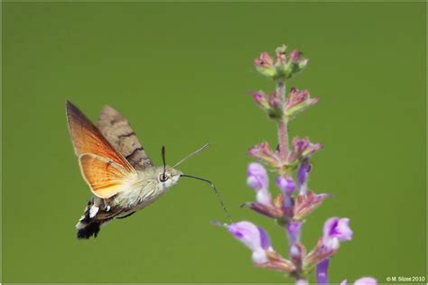 Бабочка Языкан Обыкновенный Фото И Описание – Telegraph