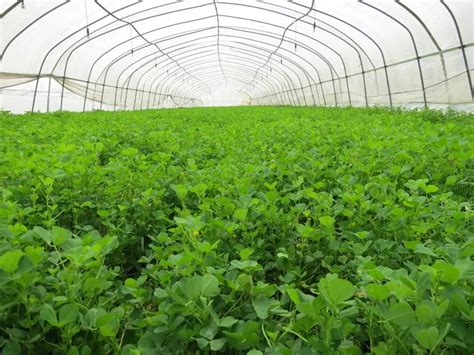 新技术助力标准化生产 惠山精细蔬菜产业园保供无锡菜篮子
