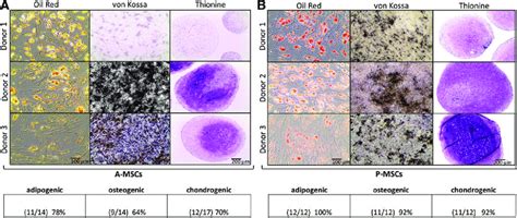 P Mscs Show More Consistent Capacity For Multilineage Differentiation Download Scientific
