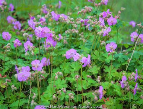 Trailing Geraniums • The Hardy Geranium Nursery Trailing Geraniums • The Hardy Geranium Nursery