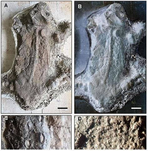 ⬅💙 데아 On Twitter Rt Ongyeagungye 사람으로 치면 고조선 이전 시대 한반도에 살던 사람의 유해가 피부와 모발 하나 건사한 채로 미라로 발견된