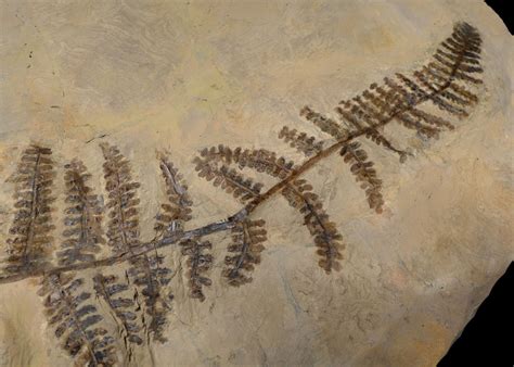 Large Plant Fern Fossil Pecopteris Fossils