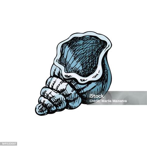 조개껍데기 조개 소라의 손으로 그린 컬러 스케치 가리비 조개껍데기 흰색 배경에 분리된 스케치 스타일 벡터 그림 가리비에 대한 스톡 벡터 아트 및 기타 이미지 Istock