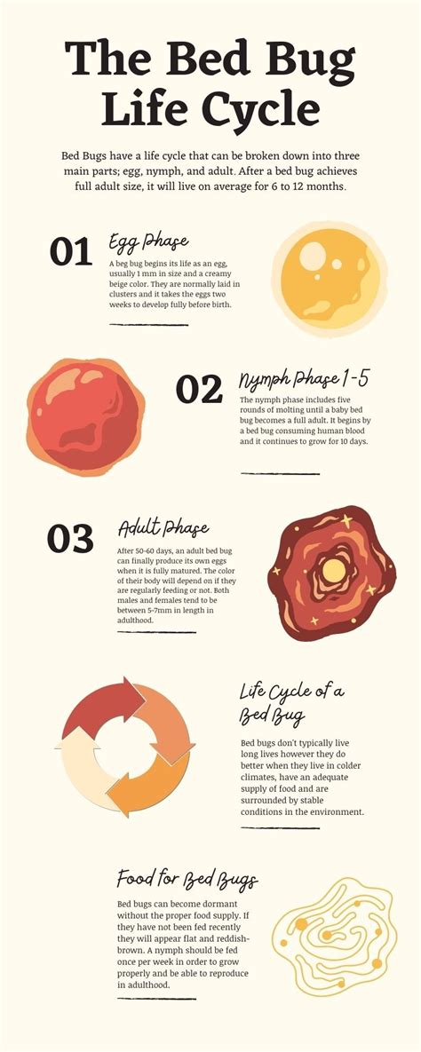 The Bed Bug Life Cycle How Long Do They Live 5 Life Stages Defined