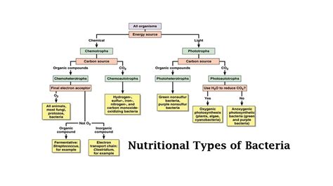 Nutritional Classification Of Microorganisms Pdf