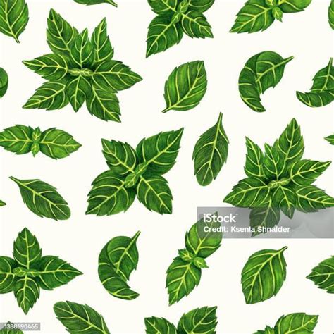 신선한 바질 잎 가지 수채화 매끄러운 패턴 흰색 배경에 손으로 그린 그림 매운 봄 허브 정원 조미료 메뉴 카페 포장 장식을 위한 식물학적 배경 배경 주제에 대한 스톡 벡터